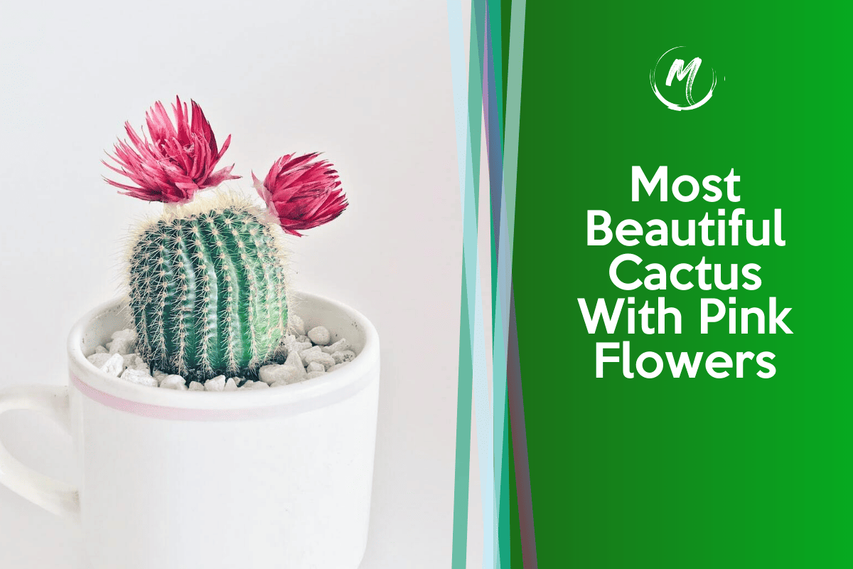 11 [Most Beautiful] Cactus With Pink Flowers: Blooms on Top